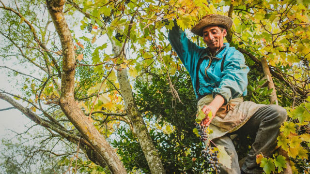 Why Pais Is the Most Crushable Summer Red You’ve Never Heard Of | VinePair