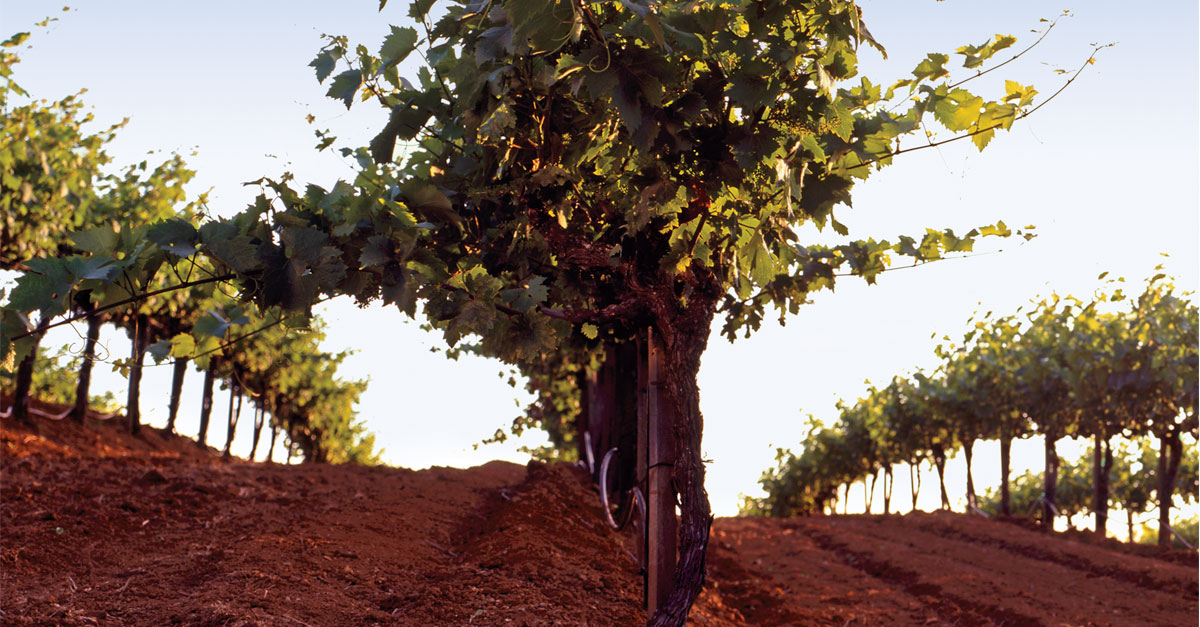 The Vineyard: How Grapes Are Grown | VinePair