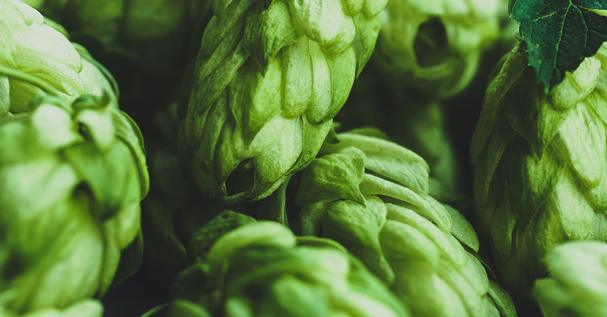 How to Homebrew Your Own Fresh-Hop or Wet-Hop Beer This Harvest | VinePair