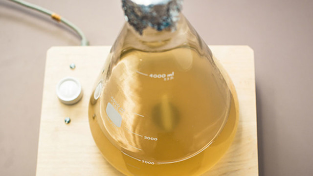 How to Revive Your Favorite Brewery’s Yeast Using Bottle Dregs | VinePair