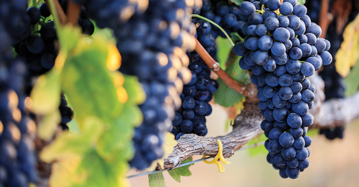 Wine 101: Syrah | VinePair