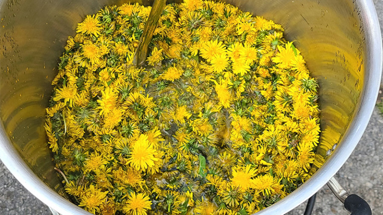 Homebrewing Foraged Beers Is Safe and Easy With These Expert Tips ...