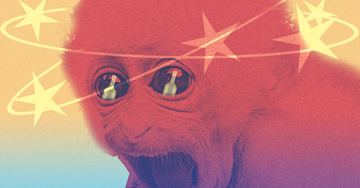 Monkey Breaks Into Liquor Store, Opens Bottle, and Starts Drinking In ...