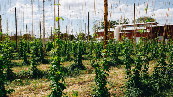 Toast Under the Trellises at These Breweries That Grow Their Own Hops ...