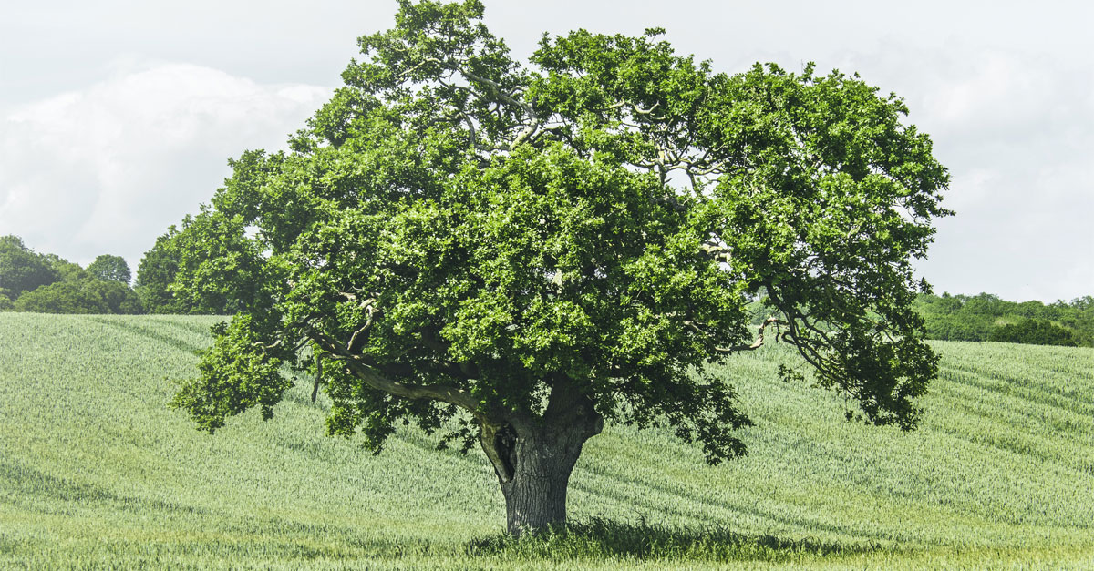 Behind the Barrel: Why Picking the Right Tree Matters in Winemaking ...