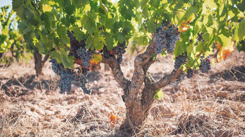 Introducing Tiny, Tenacious Terra Alta in Catalonia | VinePair