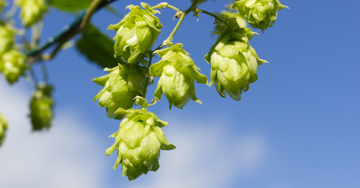 We Asked 14 Brewers: What Will Be the Next Big Hop? | VinePair