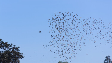 The Vineyard Falconer: How Trained Birds Protect Wine Grapes | VinePair