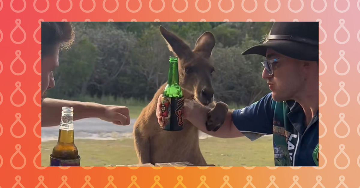 Australian Kangaroo Tries to Snatch a Beer and Pizza in This Viral Video | VinePair