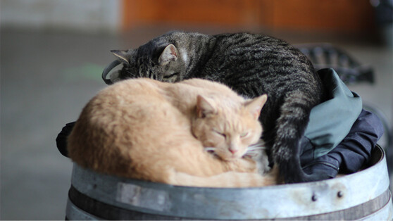 For These Felines, Breweries Make the Purrfect Home | VinePair