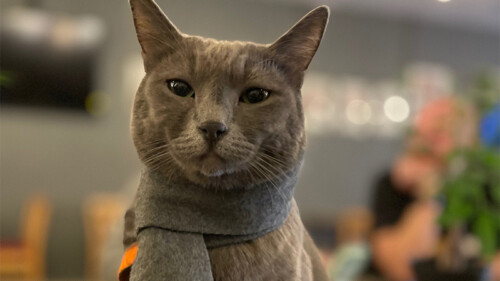 For These Felines, Breweries Make the Purrfect Home | VinePair