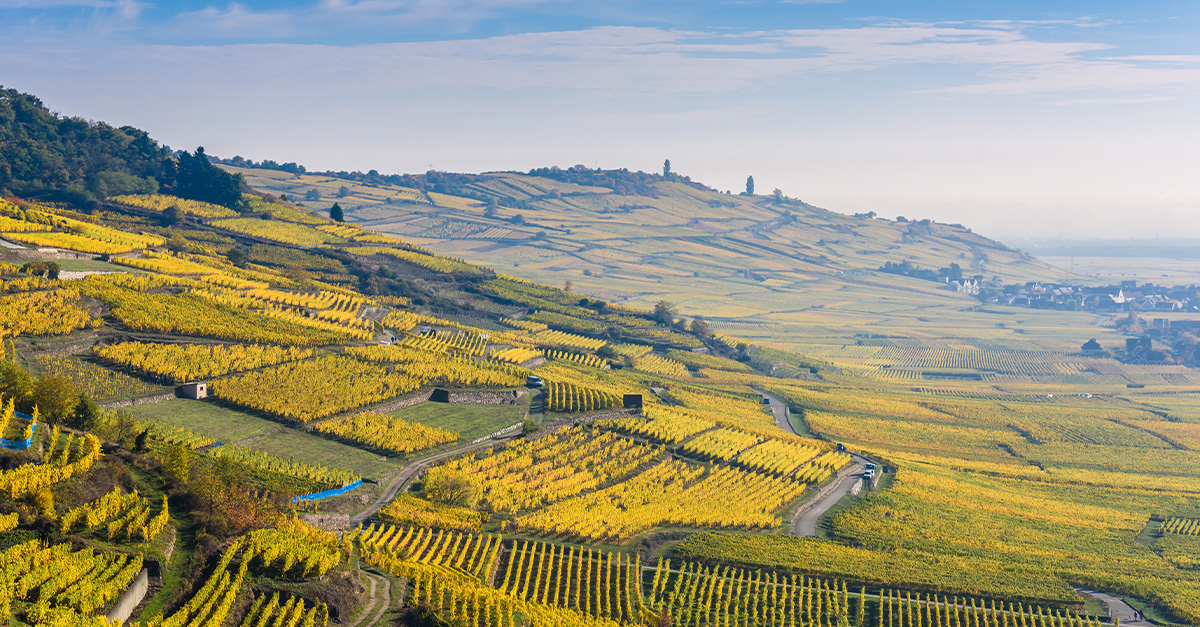 Wine 101: French Wine Regions: Alsace | VinePair