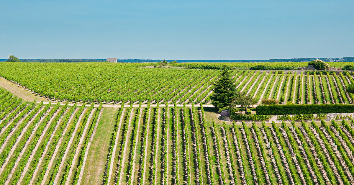 Wine 101: French Wine Regions: Loire Valley: Chinon | VinePair