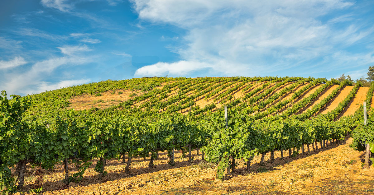 Wine 101: Spain: Bierzo | VinePair