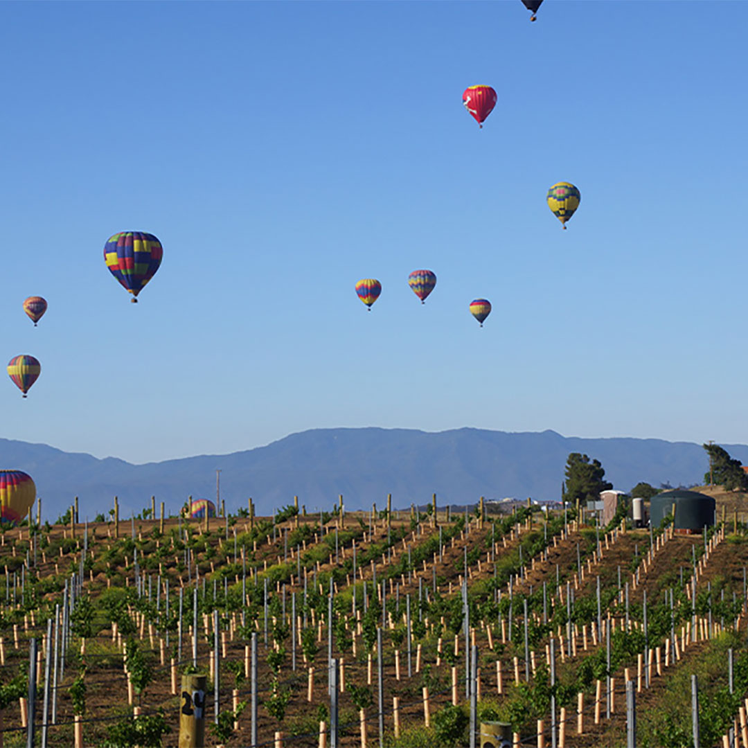 Wine 101: America: Temecula | VinePair