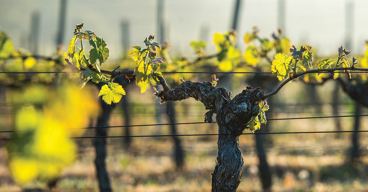 Wine 101: Terms: Vine Training | VinePair