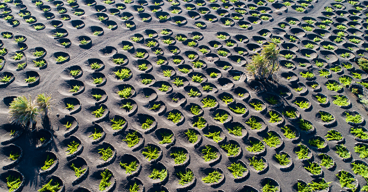 Conquering Nature: The Most Difficult Vineyards to Harvest in the World ...