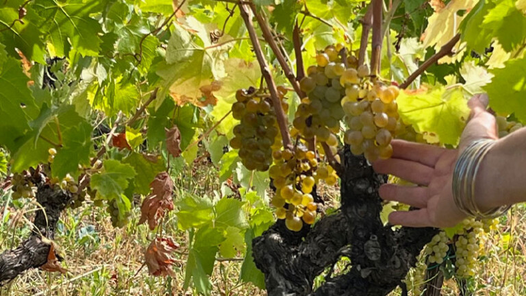 10 of the Best White Wines From Sicily's Mount Etna | VinePair