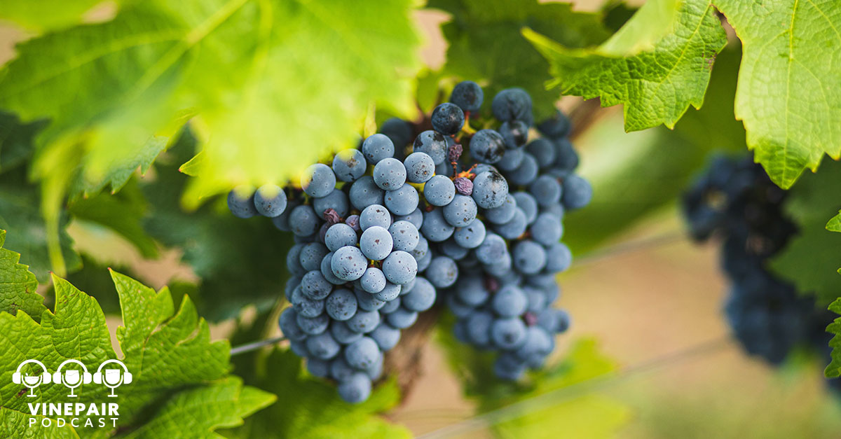 The VinePair Podcast: What's the Deal With Indigenous Grapes? | VinePair