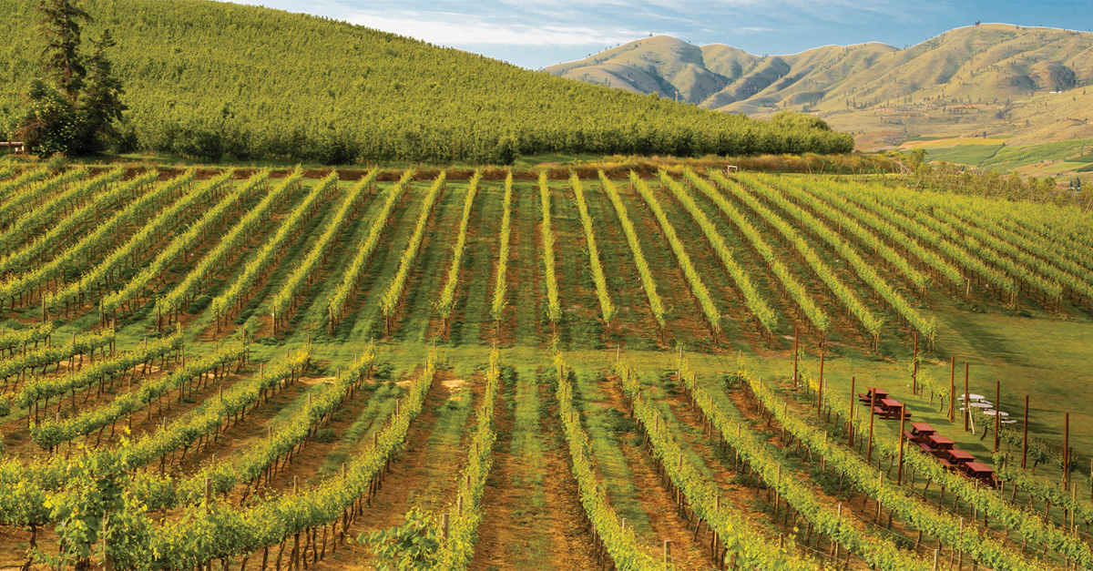 Wine 101 Terms What Is An Ava Vinepair