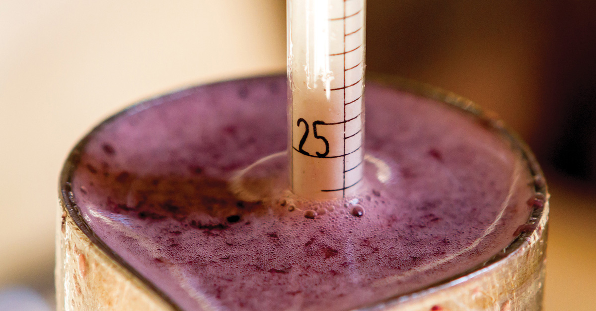 Wine 101 Terms Brix Vinepair