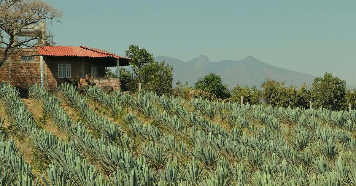 The Biggest Tequila Brands and the Companies That Own Them [Infographic ...
