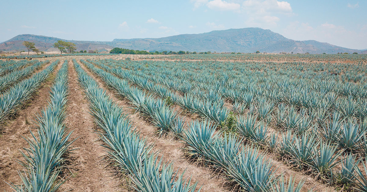 Agave’s Abrupt Price Plummet Sparks ‘Panic Sale’ Among Growers | VinePair