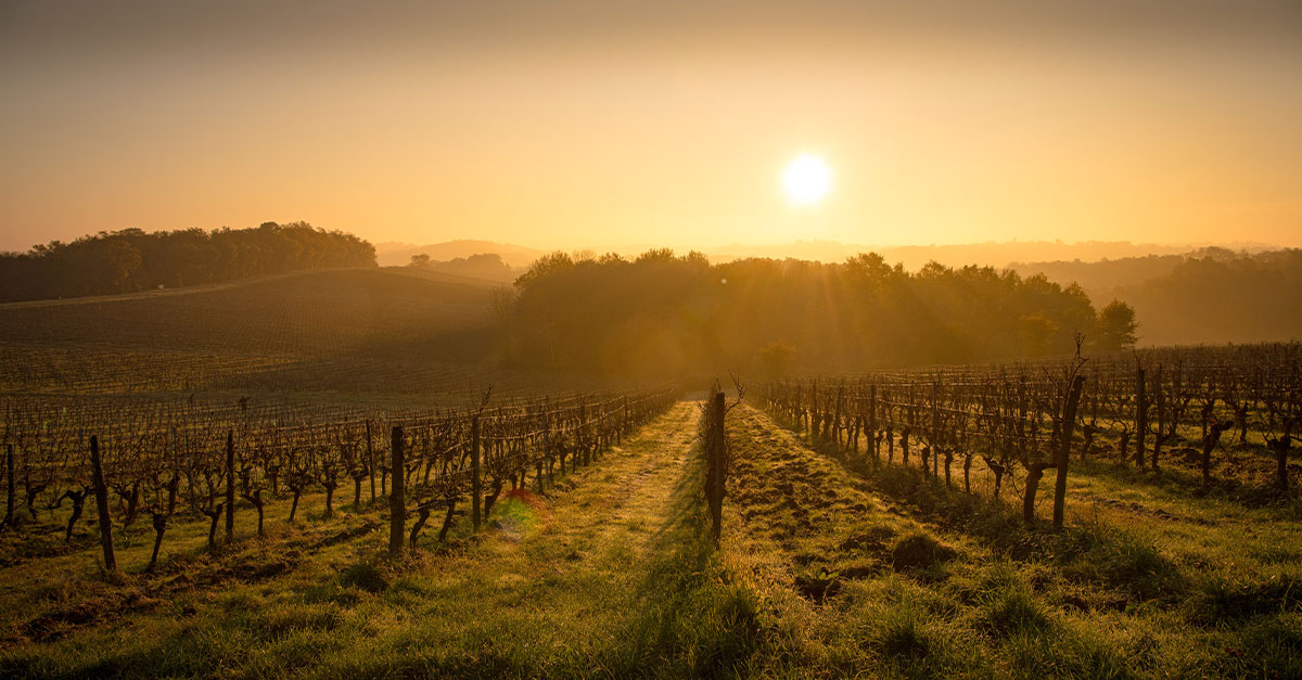 Wine 101: Wine an Origin Story Part I: A Place Where the Sun Rises in ...