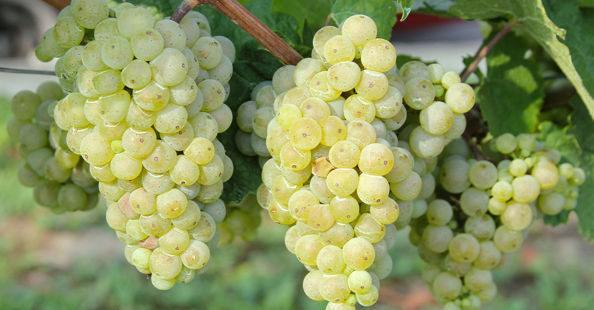The 14 Best Grüner Veltliners for 2024 | VinePair