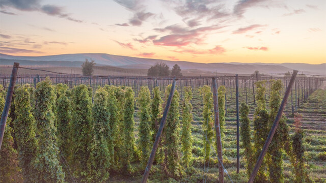 In the Pacific Northwest, Fresh Hop Beer Is Worth Traveling For | VinePair