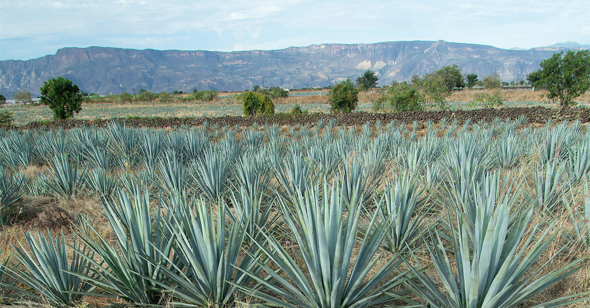 Mapping the Agave Spirits Regions of Mexico | VinePair