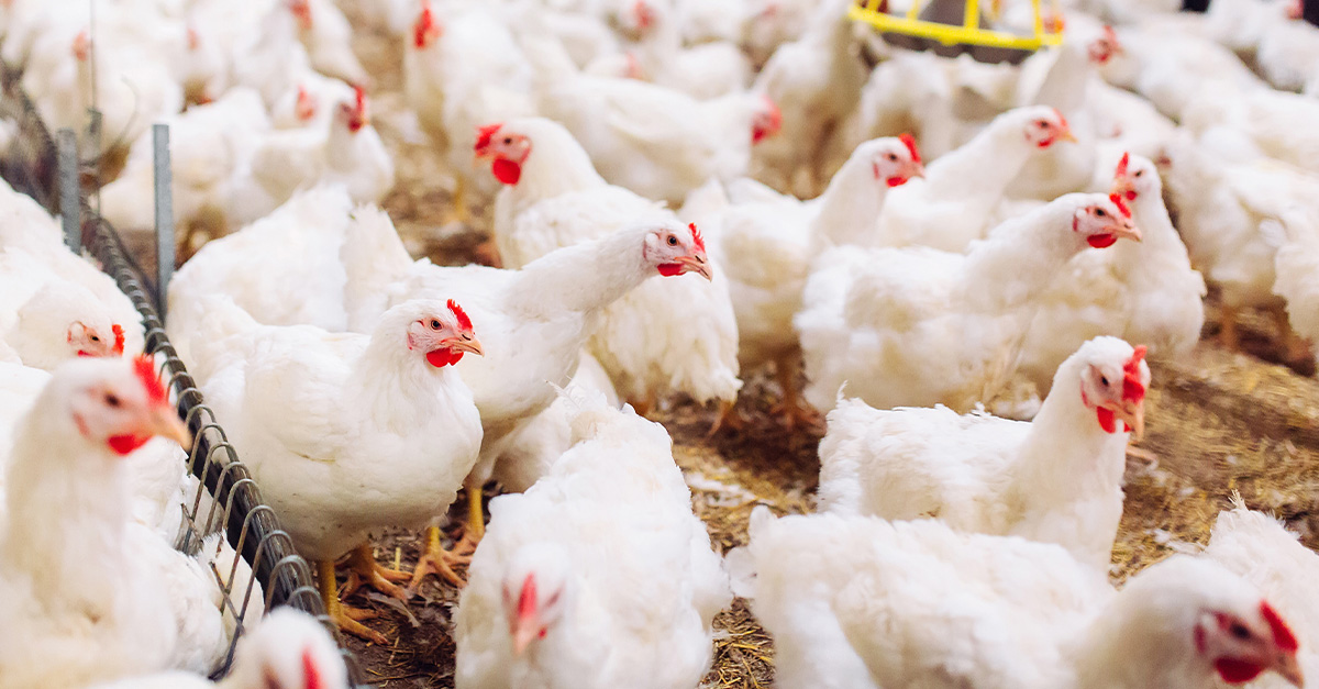This 1940s Competition Gave Us the Giant Chickens We Eat Today | VinePair