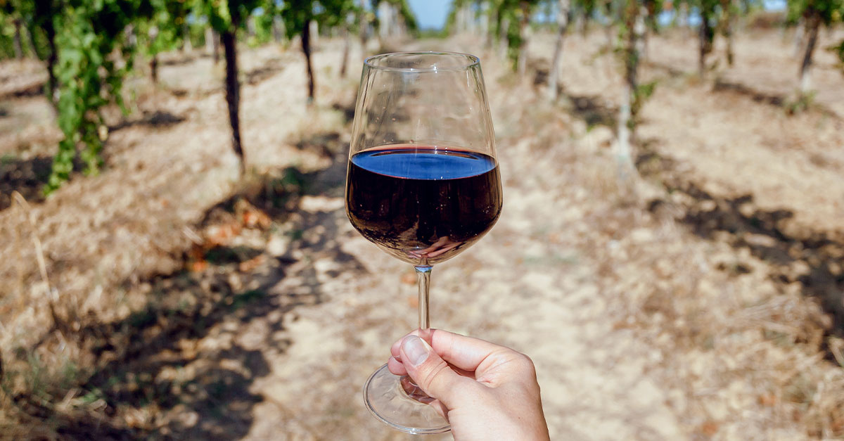 We Asked 16 Wine Pros: Which Pinot Noir Offers the Best Bang for Your ...