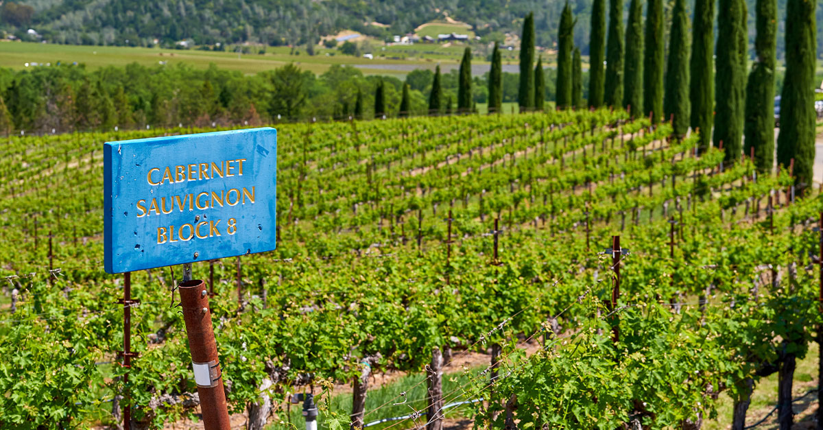 An Illustrated Timeline of Napa’s Most Famous Cabs | VinePair