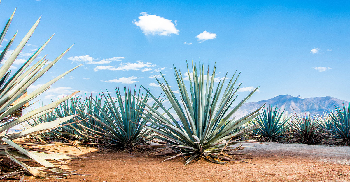 What Is Agave Wine? And How Can I Use It in Cocktails? | VinePair