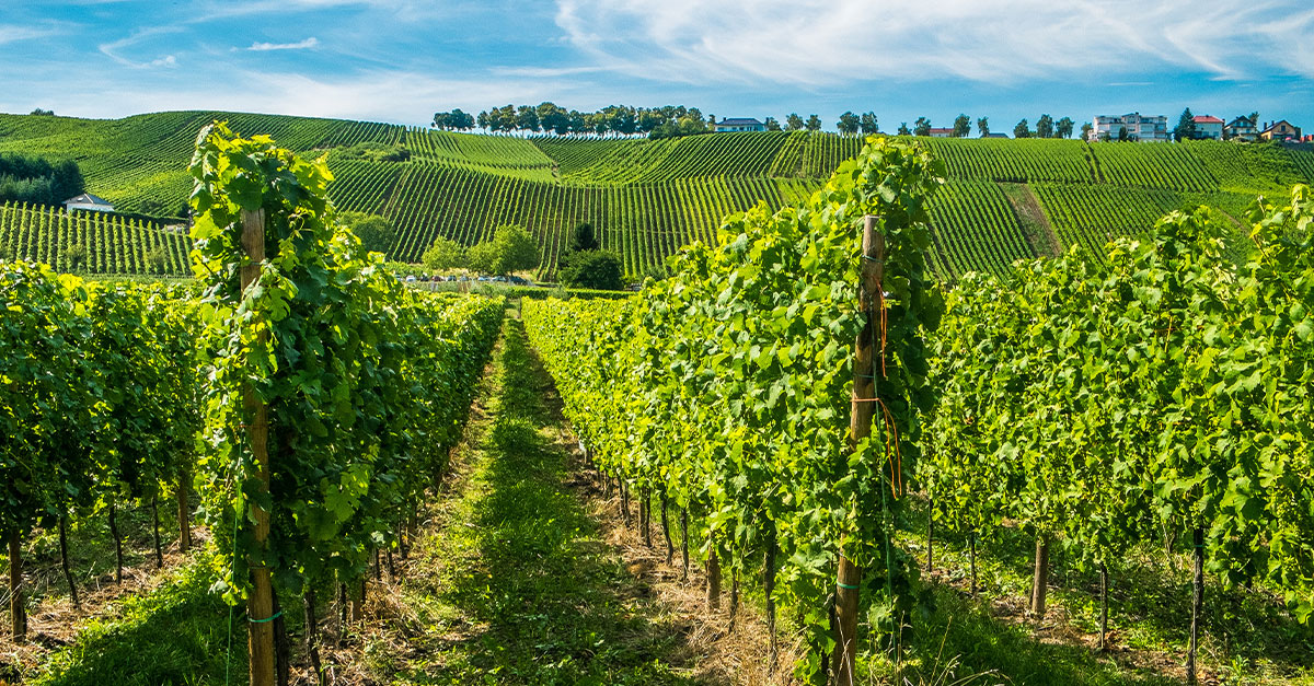 Which Wine Varieties Are Best for Aging? [Infographic] | VinePair