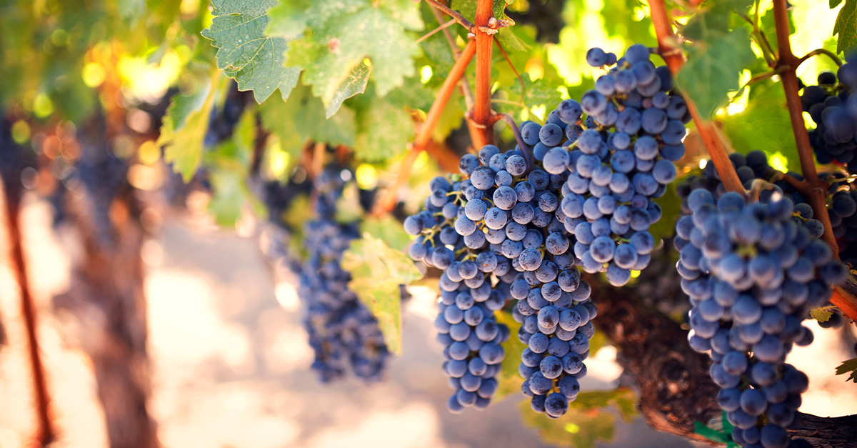 Wine 101: Fine Wine II: Sur Souche | VinePair