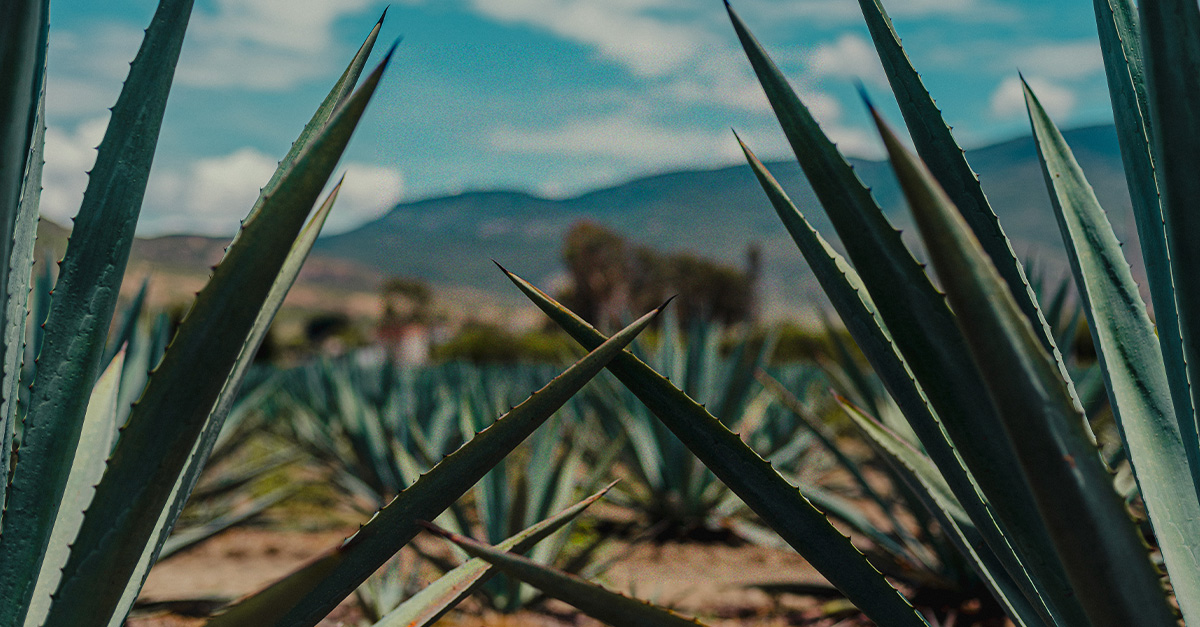 The 30 Best Tequilas for 2025 | VinePair