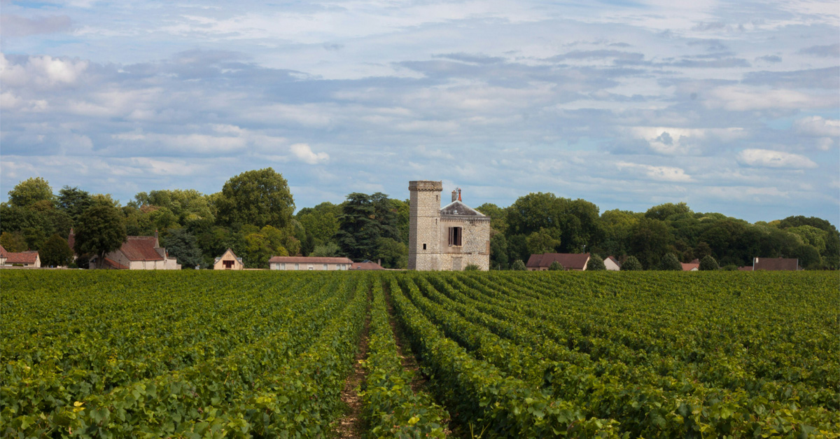 Wine 101: Pinot Noir and an Eye-Opening Visit to Bourgogne | VinePair