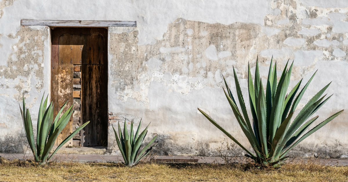 Espadín: The Surprisingly Short History of Mezcal's Most Prominent ...