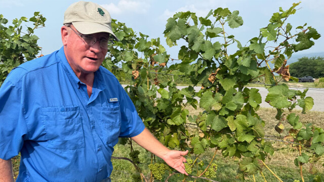 9 of the Best Pinot Noirs From New York’s Finger Lakes | VinePair