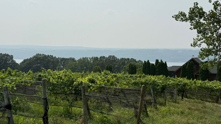 9 of the Best Pinot Noirs From New York’s Finger Lakes | VinePair