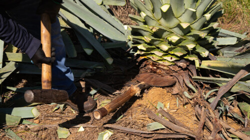 The Historic Mezcal Harvesting Technique Disappearing in the Modern Era ...