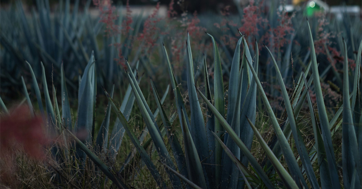 We Asked 10 Bartenders: What's the Best High-ABV, 'Still-Strength ...