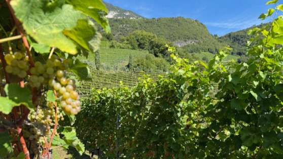 14 of the Best White Wines From Italy’s Alto Adige | VinePair