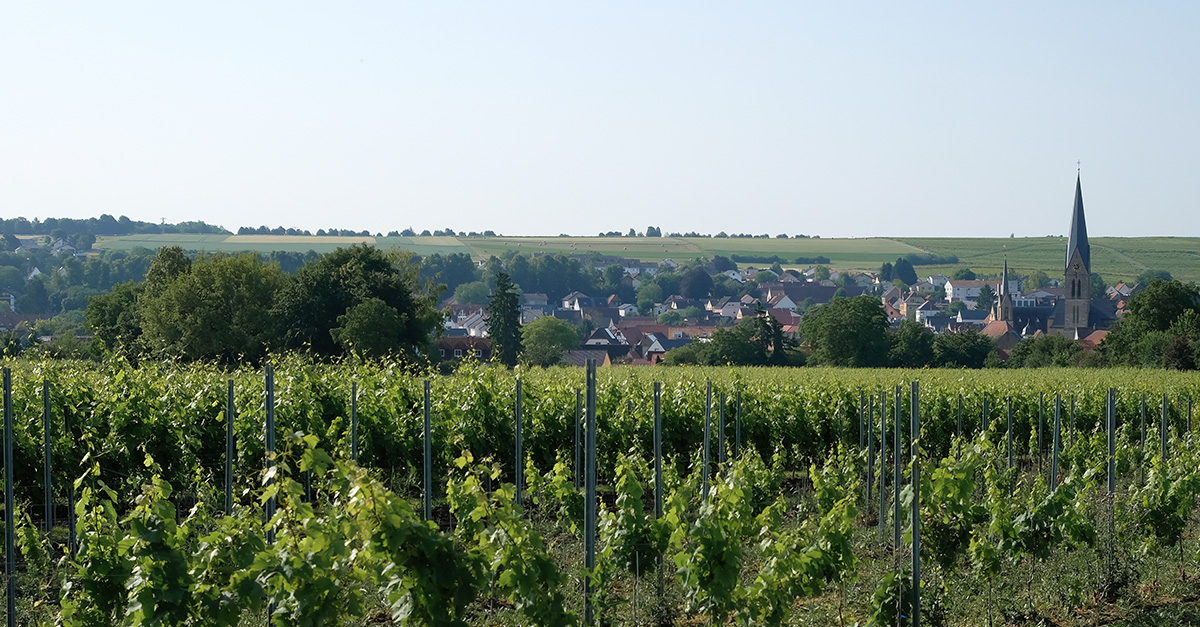 The World’s Best Pinot Noir Regions, Mapped | VinePair