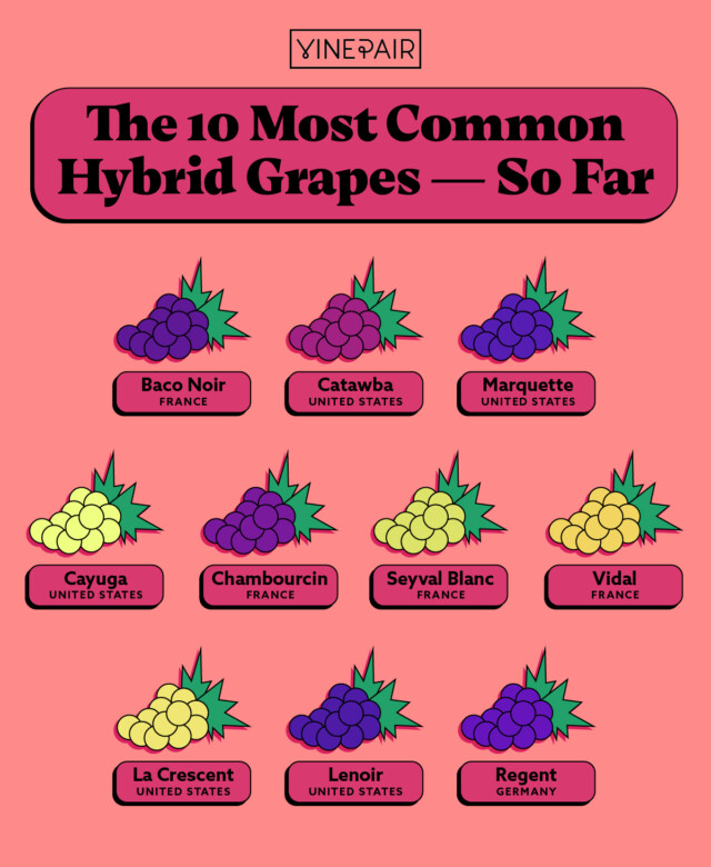 10 of the Most Popular Hybrid Grapes [Infographic] | VinePair