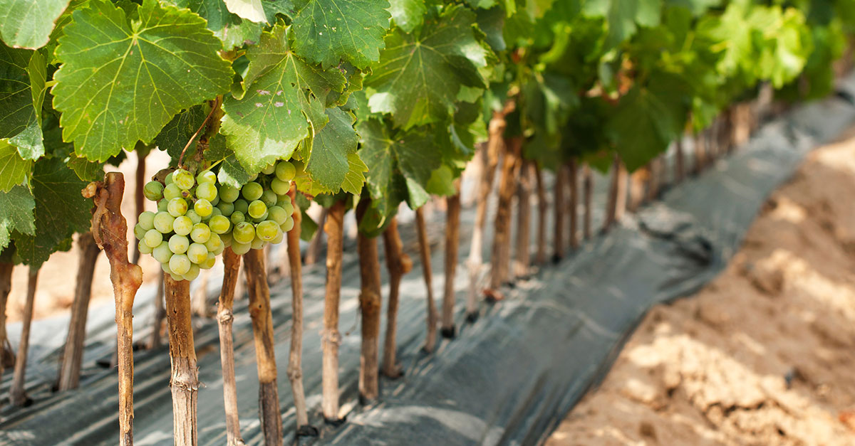 Ask a Wine Pro: Do Grape Clones Really Matter? | VinePair